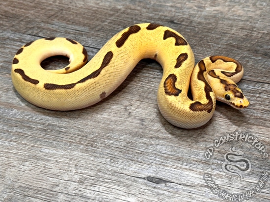 Enchi Leopard Fire Orange Dream Clown Ball Python by CD Constrictors