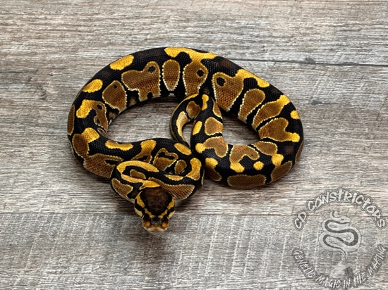 DH Sunset Clown Pair (Redstripe) Ball Python by CD Constrictors