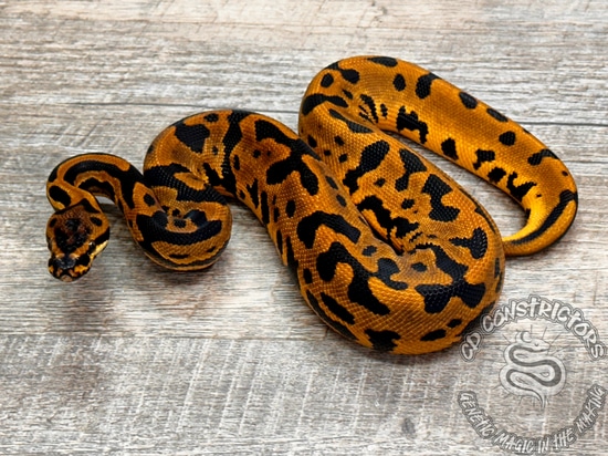 Acid Enchi Leopard Orange Dream Yellowbelly Ball Python by CD Constrictors