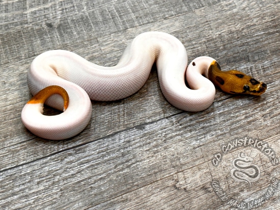 Leopard Clown Pied Ball Python by CD Constrictors