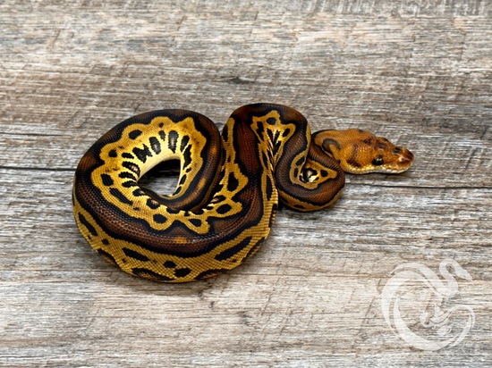Cypress Leopard Clown Ball Python by CD Constrictors
