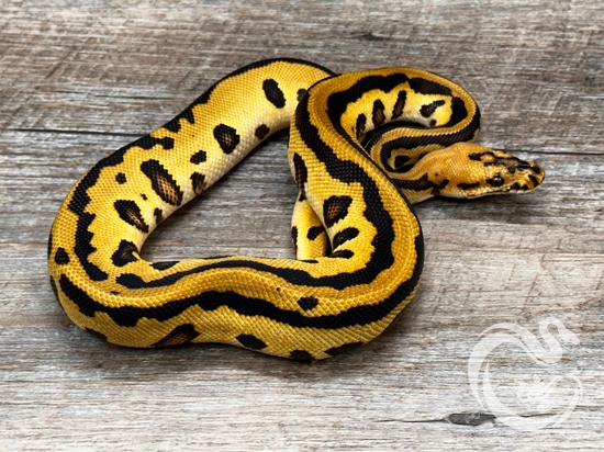 Batman Yellowbelly Ball Python by CD Constrictors