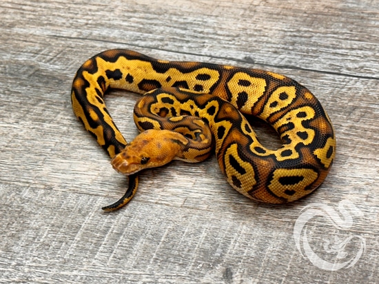 Cypress Fire Leopard Clown Ball Python by CD Constrictors