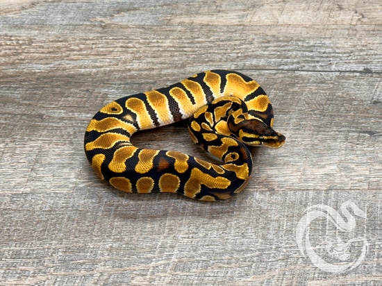Orange Dream DH Sunset Clown Ball Python by CD Constrictors