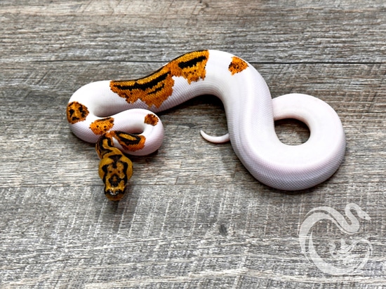 Yellowbelly Clown Pied Ball Python by CD Constrictors