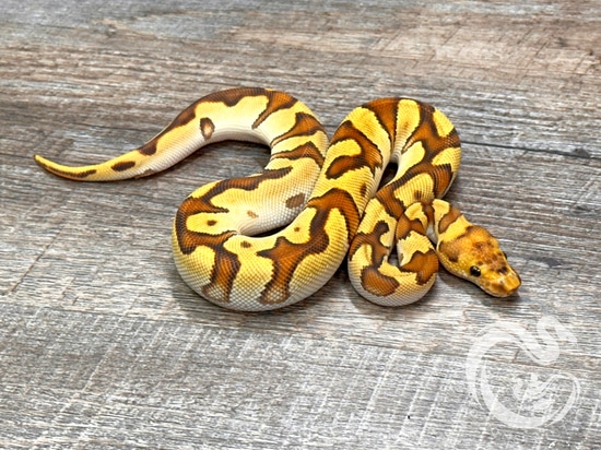 Cypress Enchi Orange Dream Clown Ball Python by CD Constrictors