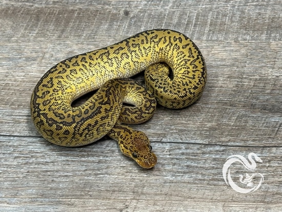 Monsoon Clown Ball Python by CD Constrictors