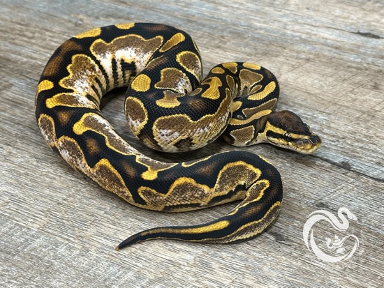 Calico Orange Dream DH Sunset Clown Pair Ball Python by CD Constrictors