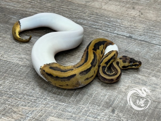 Leopard Pastel Pied DH Desert Ghost Clown (Poss Het Cryptic) Ball Python by CD Constrictors