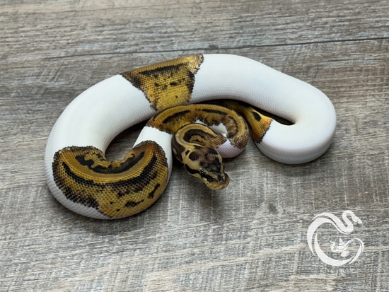 Leopard Pastel Pied DH Desert Ghost Clown (Poss Het Cryptic) Ball ...