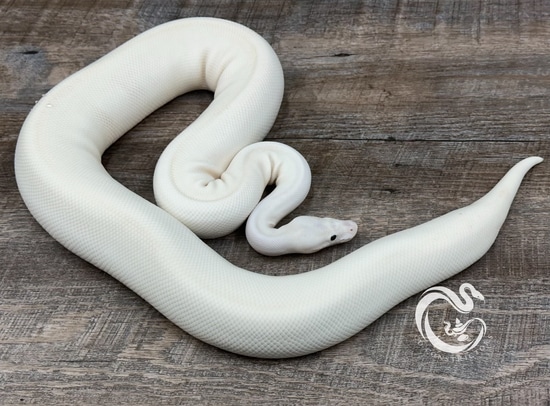 Banana Ivory Het Pied (1700g Proven Breeder) Ball Python by CD Constrictors