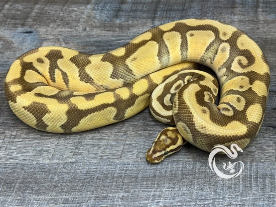 Enchi Pastel Yellowbelly Monarch Het Pied (Proven Breeder) Ball Python ...