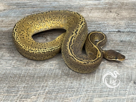 Monsoon Ball Python by CD Constrictors