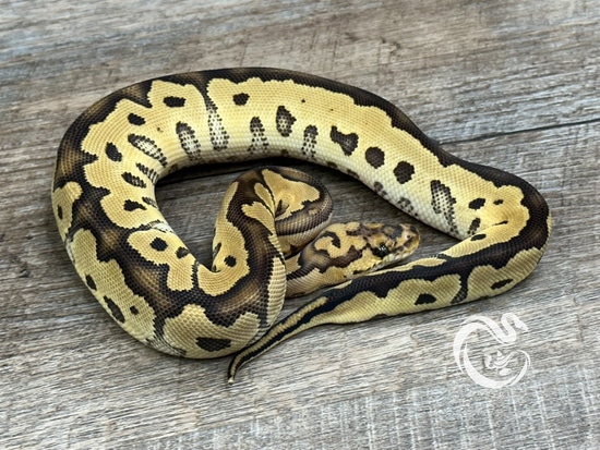 Lace Clown Ball Python by CD Constrictors