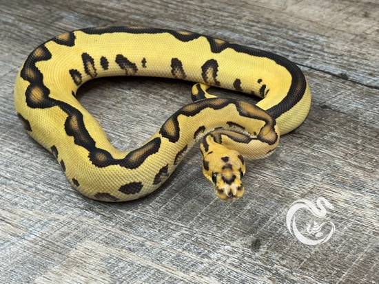 Leopard Fire Yellowbelly Clown Ball Python by CD Constrictors