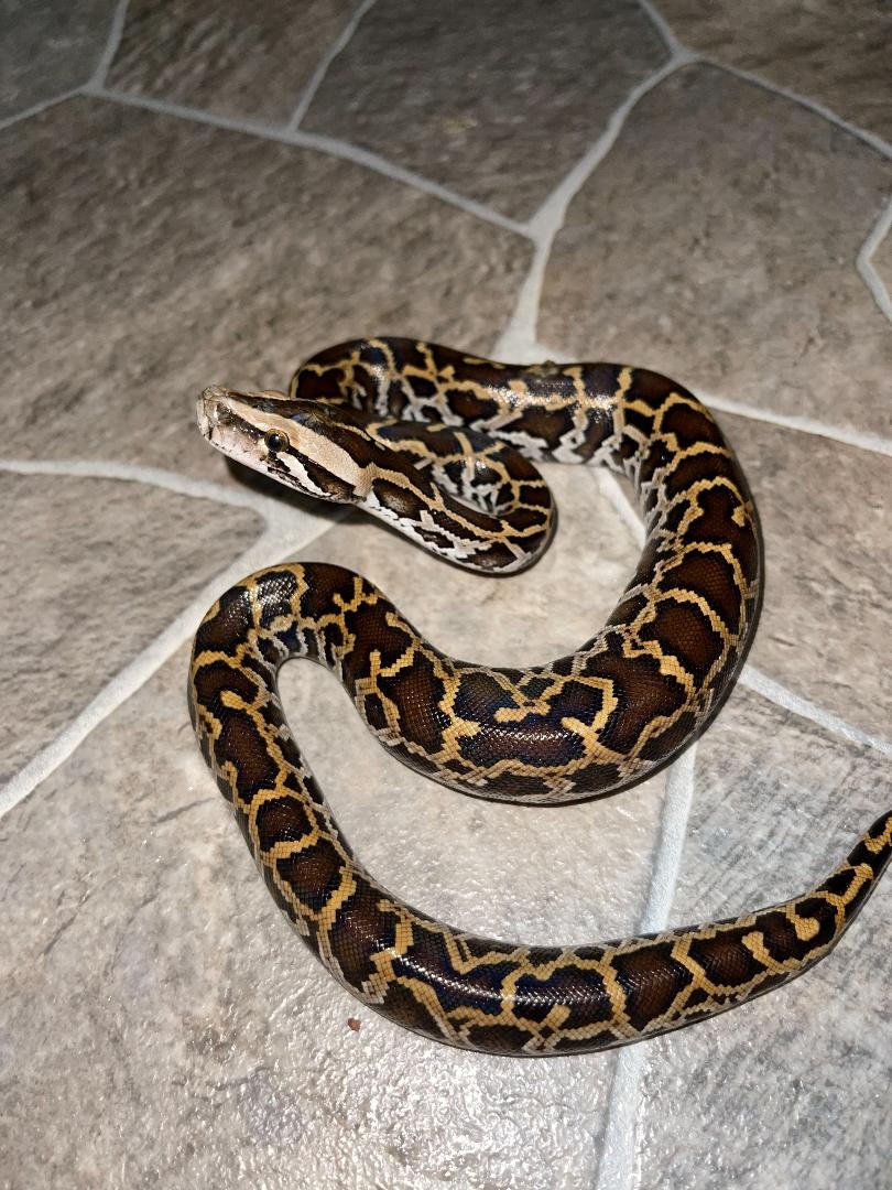 Normal Double Het Albino Granite Burmese Python by Cde Exotics ...
