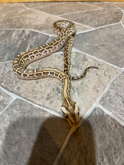 Hypo 100% Het Albino 100% Het Granite Burmese Python by Cde Exotics