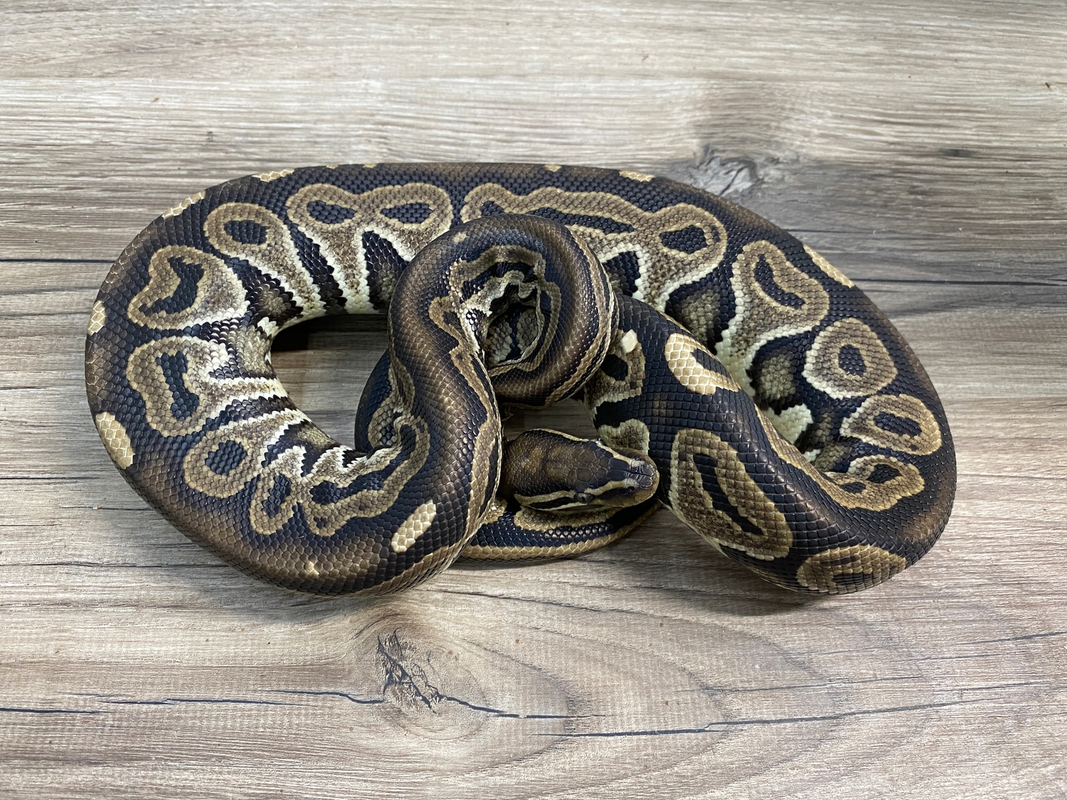 Lori Ball Python by CD Exotics - MorphMarket