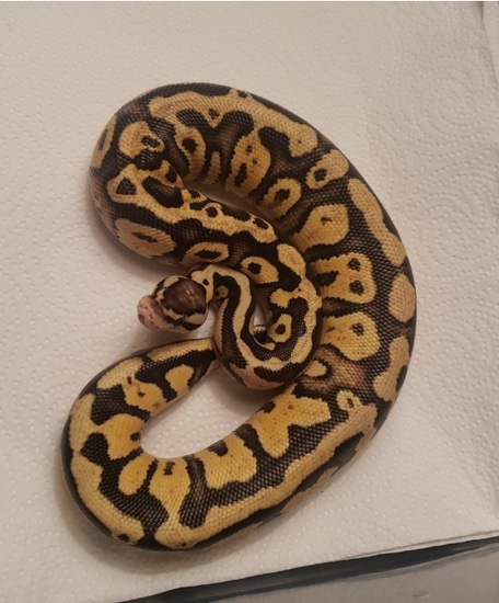 Firefly Ball Python by DOLCE Exotics