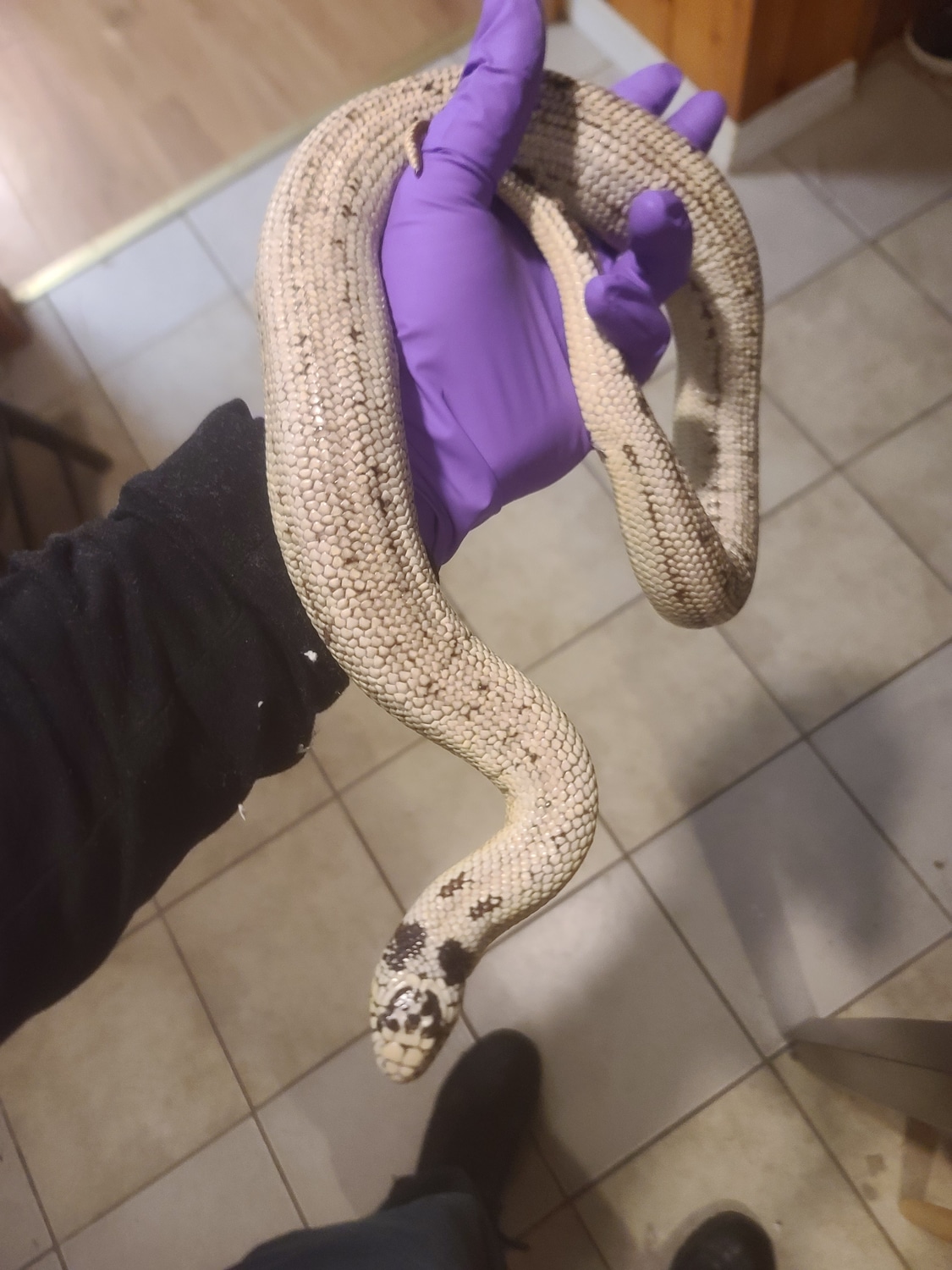 High White King California Kingsnake by DOLCE Exotics - MorphMarket