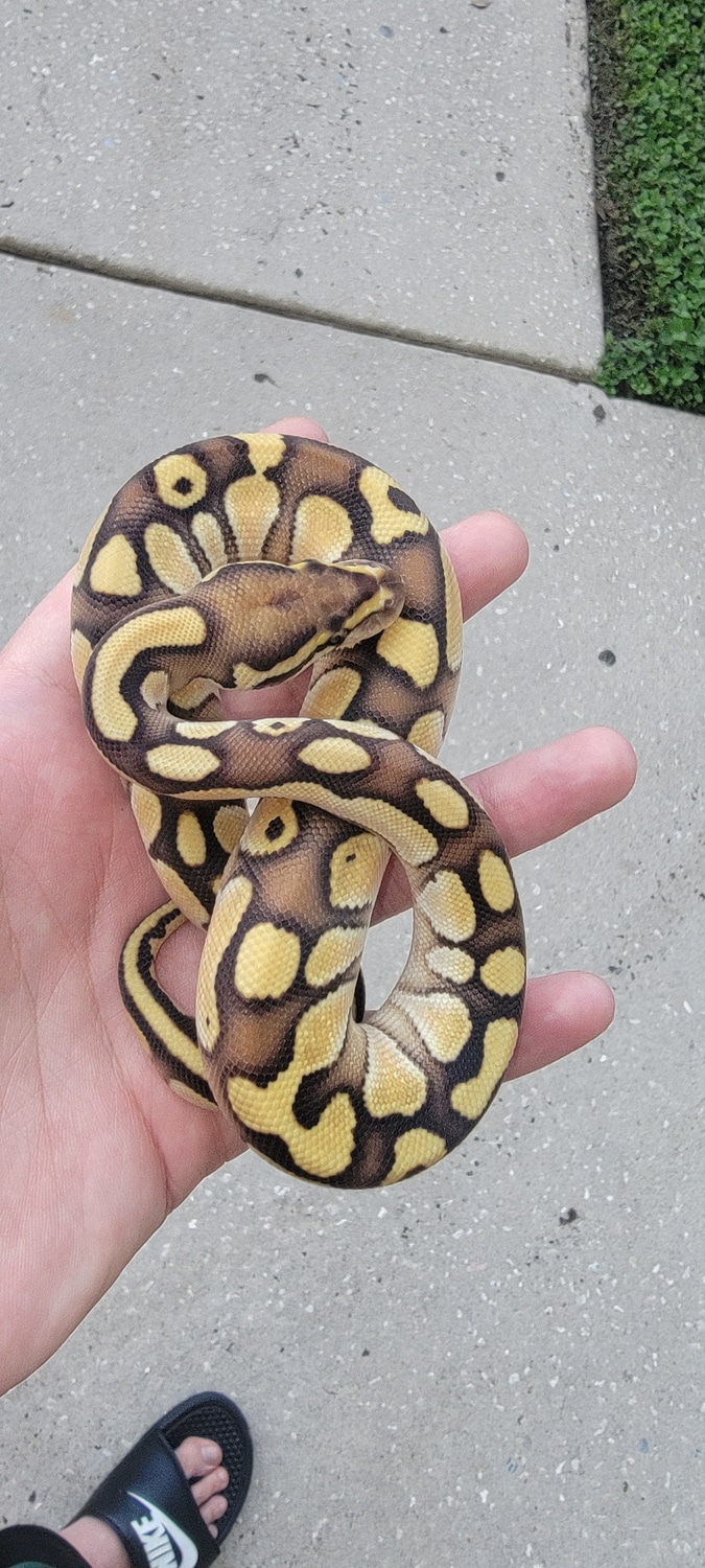 Lesser Orange Dream 100% Het Pied Ball Python by C.D.'s Balls - MorphMarket