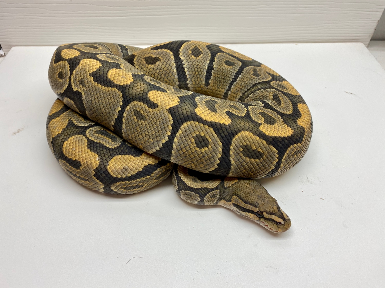Orange Ghost Ball Python by CD Morphs - MorphMarket