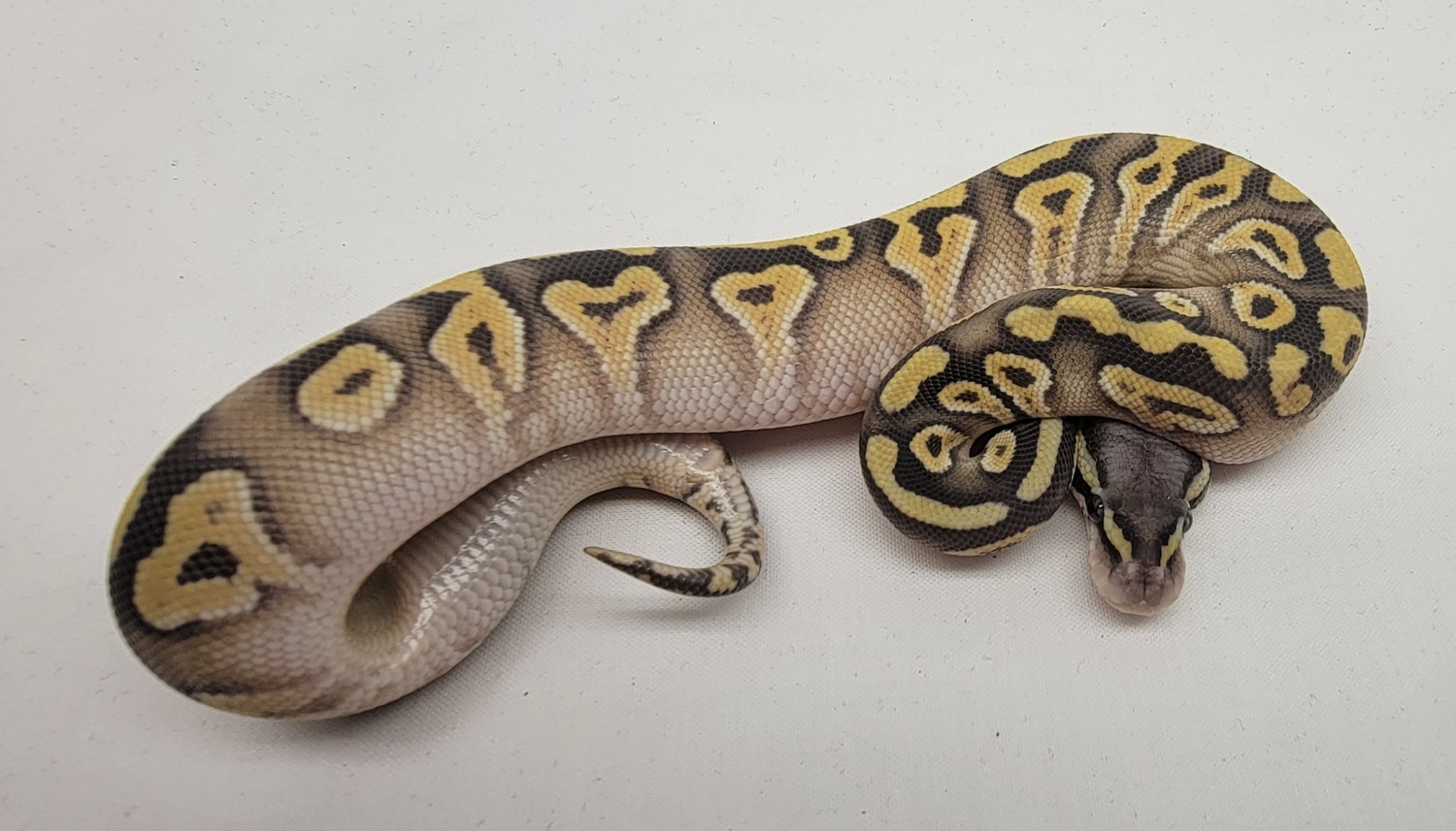 Pastave Het Orange Ghost Ball Python by CD Morphs - MorphMarket