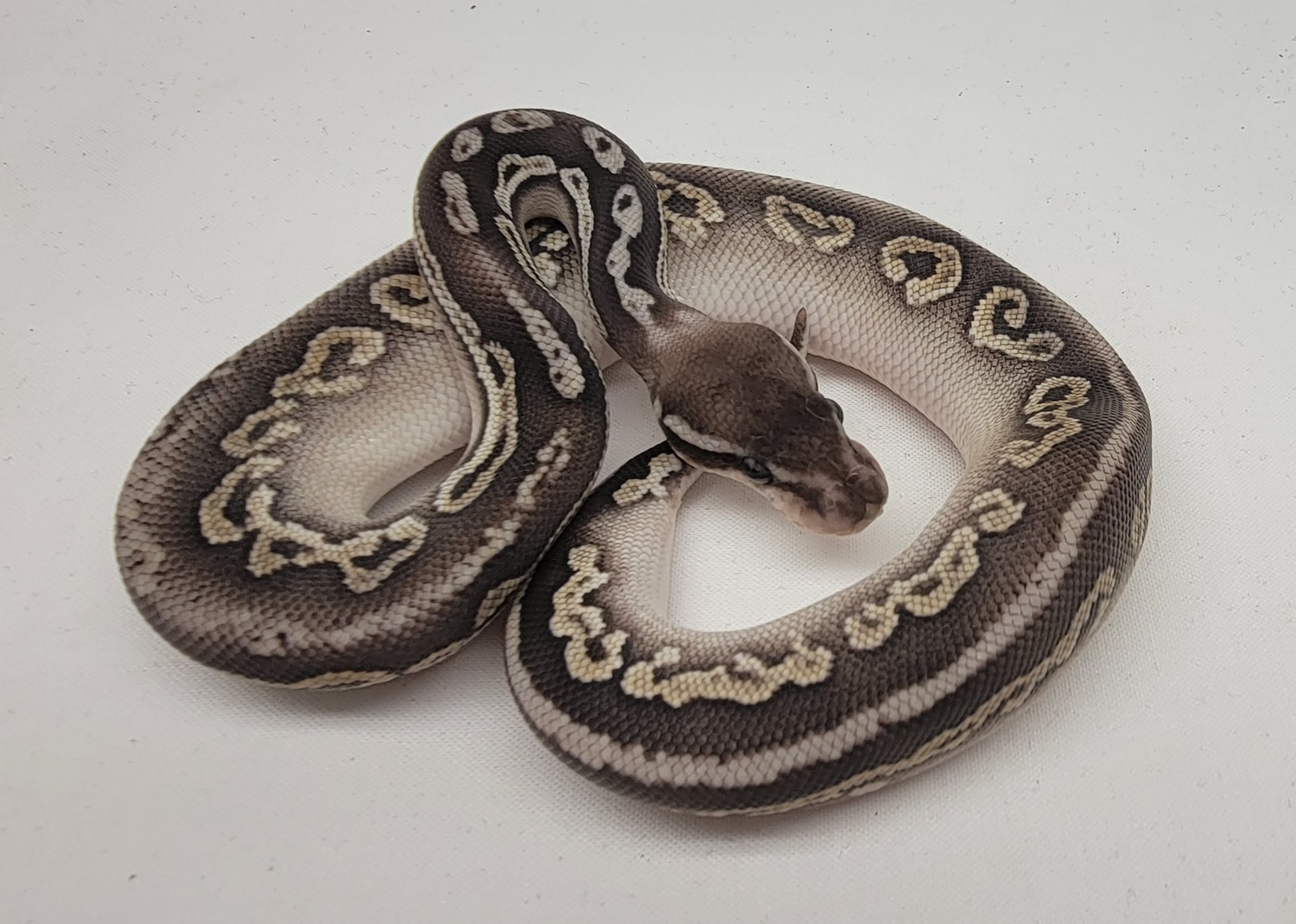 Pastel Black Pastel Het Orange Ghost Ball Python by CD Morphs - MorphMarket