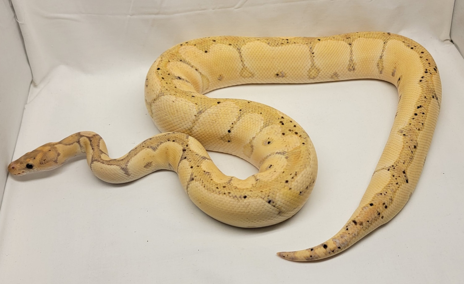 Banana Clown Ball Python by CD Morphs - MorphMarket