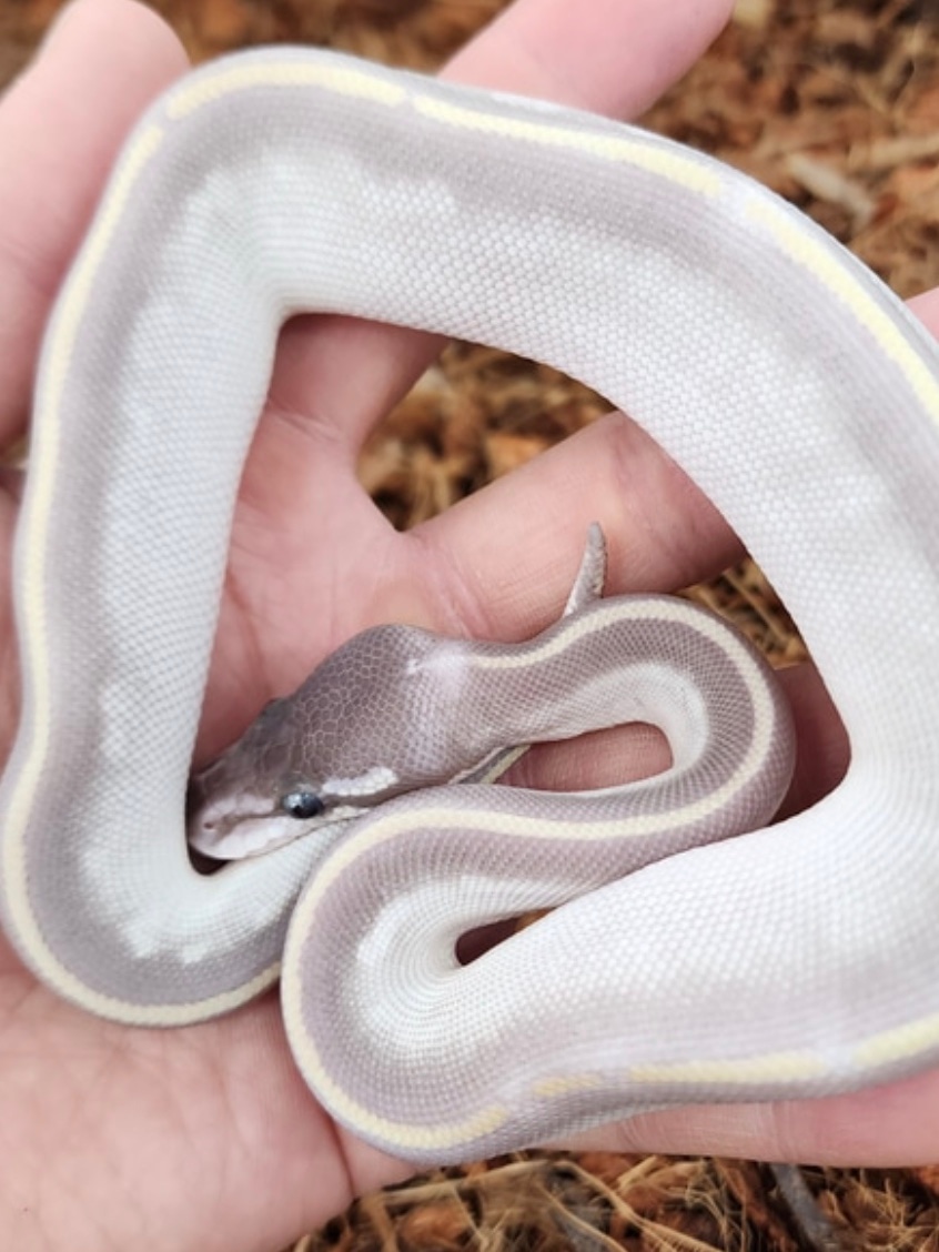 Mystic Potion Ball Python by Buckeye State Balls - MorphMarket