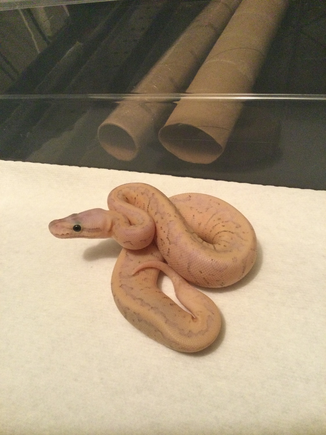 Super Pastel Lesser Pinstripe Poss Yellow Belly 100% Het Pied Ball ...