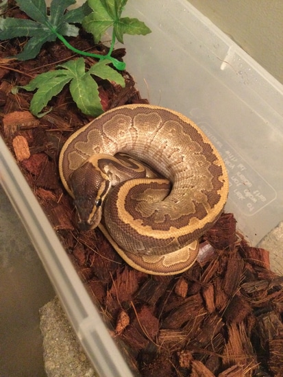 Blackhead Phantom Pinstripe Het Hypo Ball Python by Buckeye State Balls