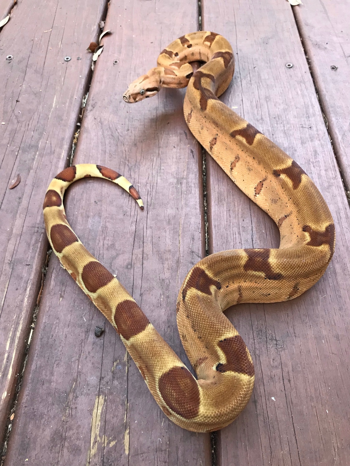 Orange Tail Super Hypo Boa Constrictor by CLE Boas - MorphMarket