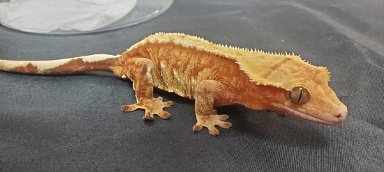 Bright Red Harlequin Crested Gecko by Violet and Vine Exotics