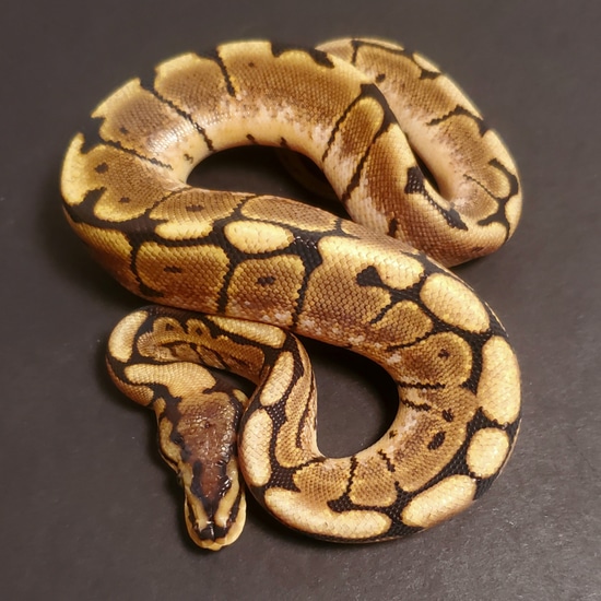 20 Spider Ball Python by Cedar Swamp Reptiles