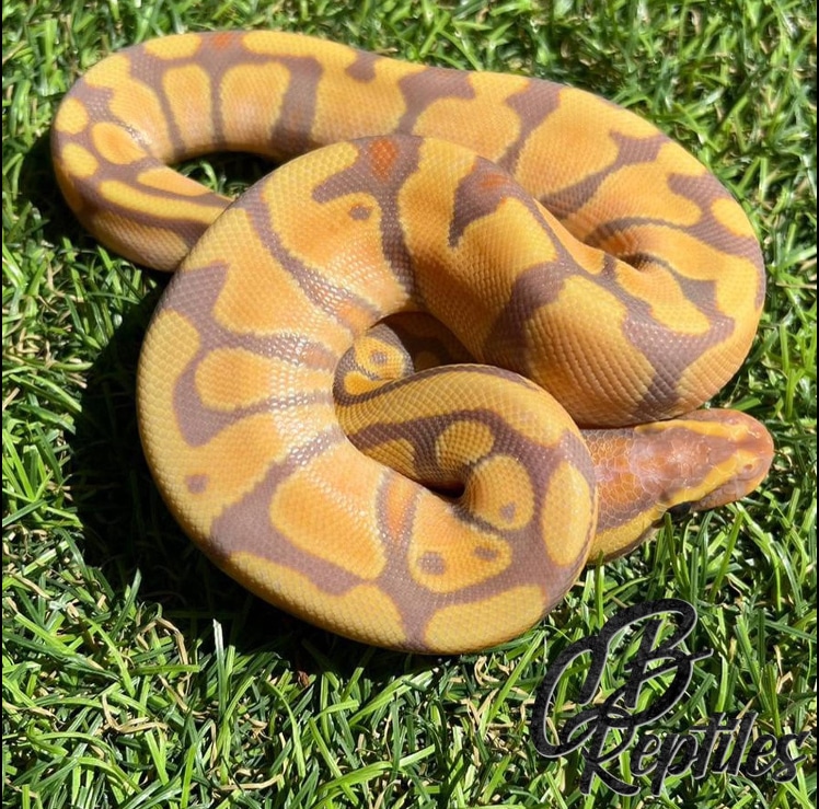 Banana Enchi Ball Python by CB Reptiles - MorphMarket