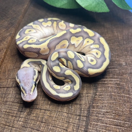 Pastel Lesser Hypo Het Clown Ball Python by CB Reptiles France