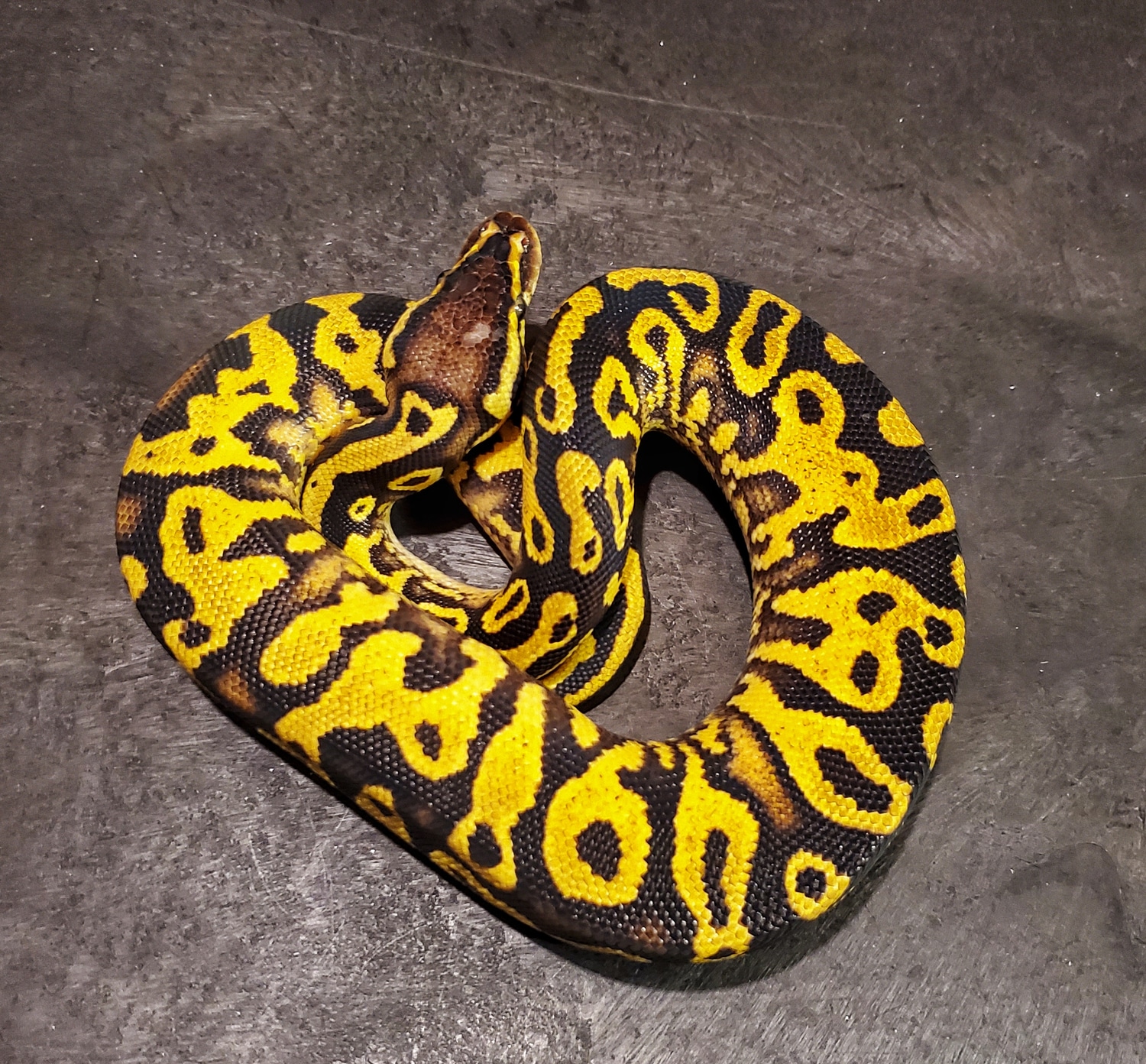 Pastel Yellowbelly Het Piebald (Possible Gravel) Ball Python by CH ...