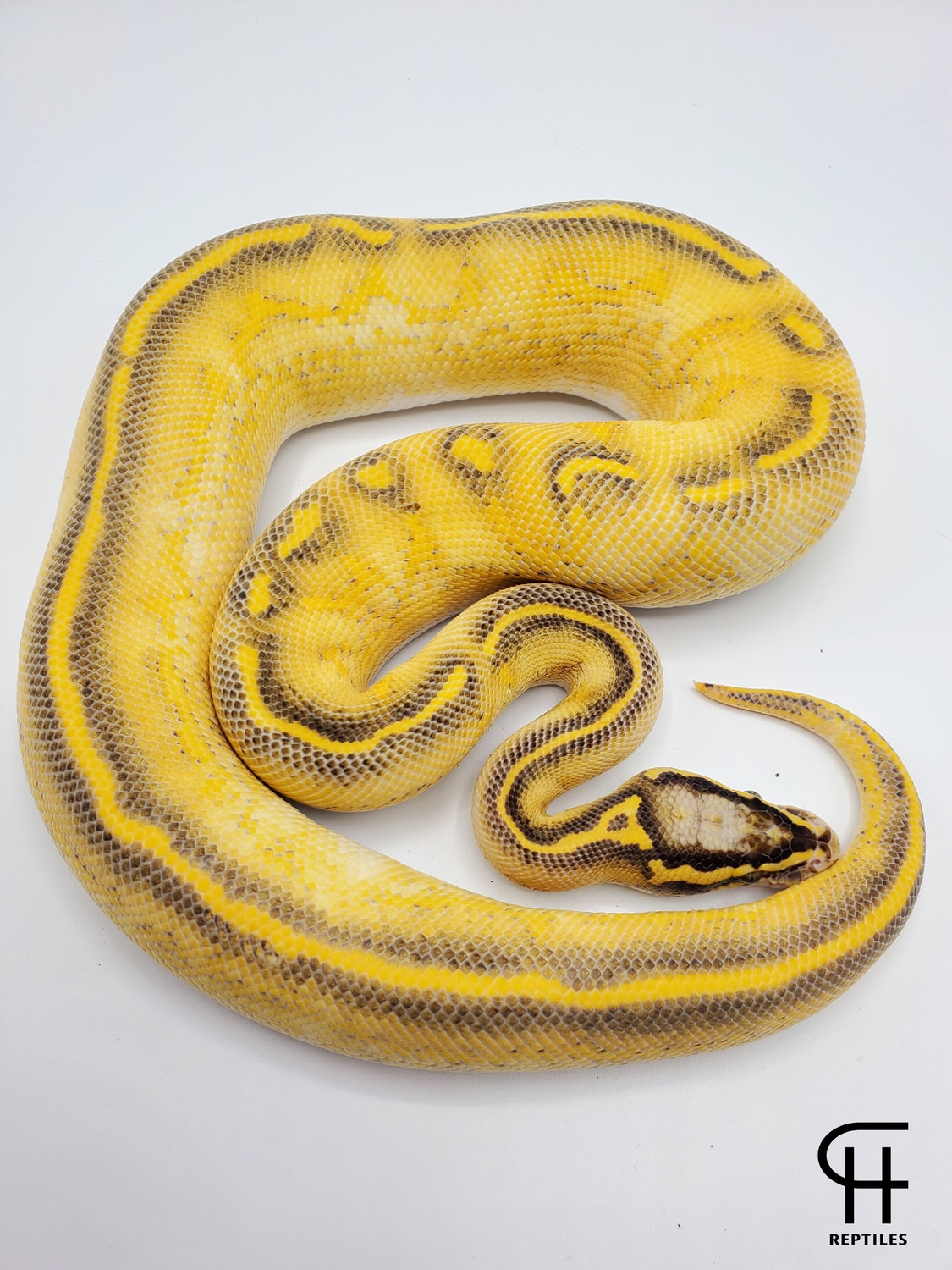 Pastel Highway 50% Het Piebald Ball Python by CH Reptiles LLC - MorphMarket