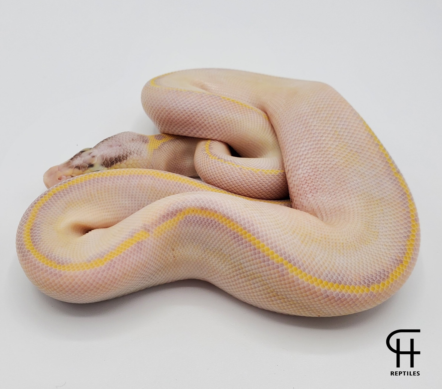 Ivory 66% Het Piebald 50% Het Lavender Albino Ball Python by CH ...