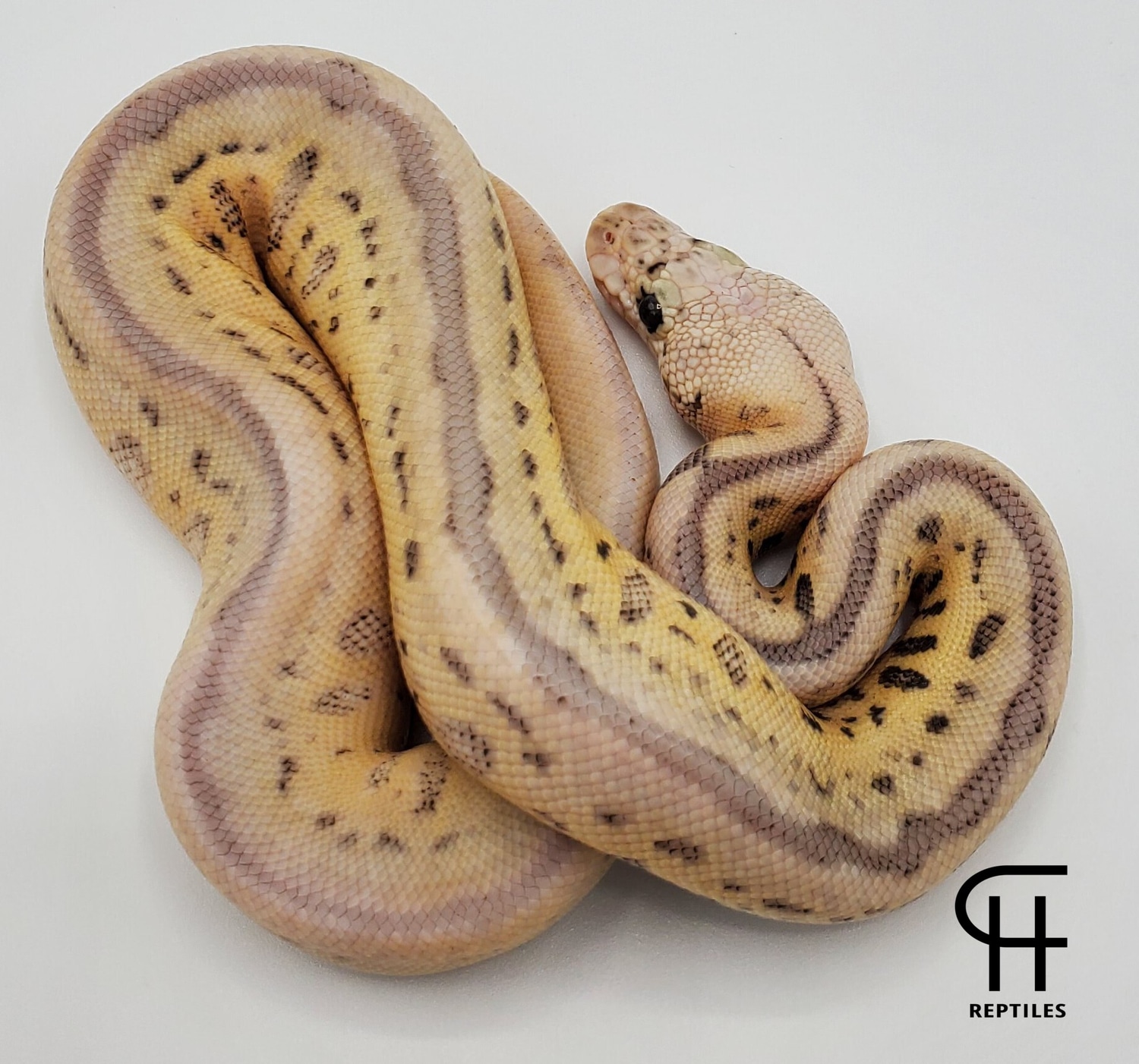 Batman Super Pastel Ball Python by CH Reptiles LLC - MorphMarket