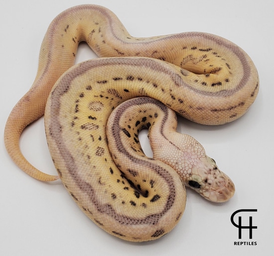 Batman Super Pastel Ball Python by CH Reptiles LLC