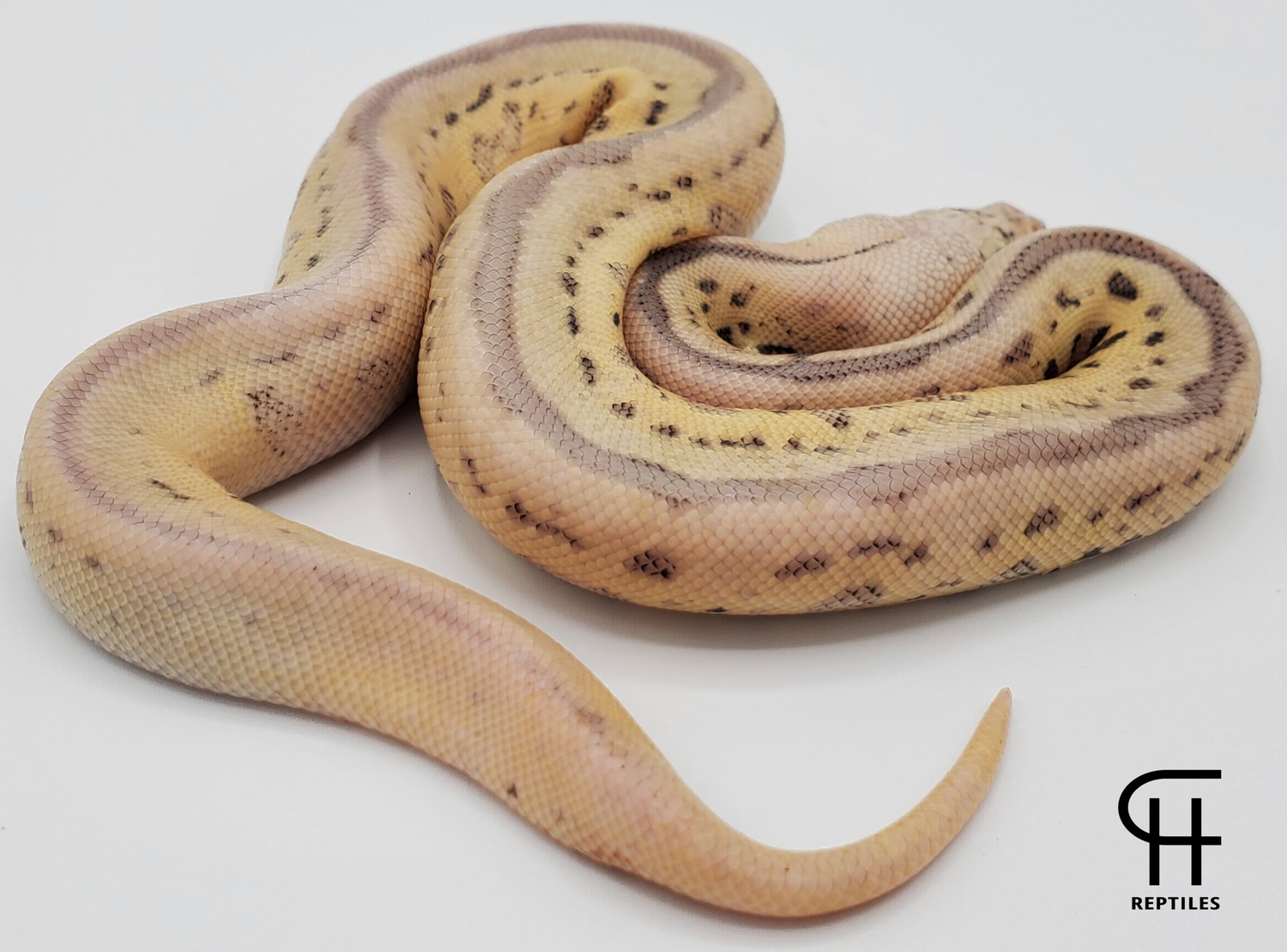 Batman Super Pastel Ball Python by CH Reptiles LLC - MorphMarket