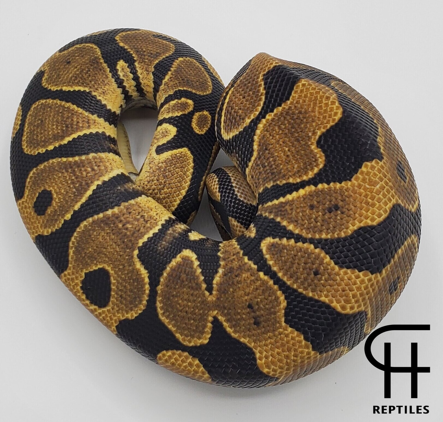 Enchi Orange Dream 50% Het Piebald 50% Het Lavender Albino Ball Python ...