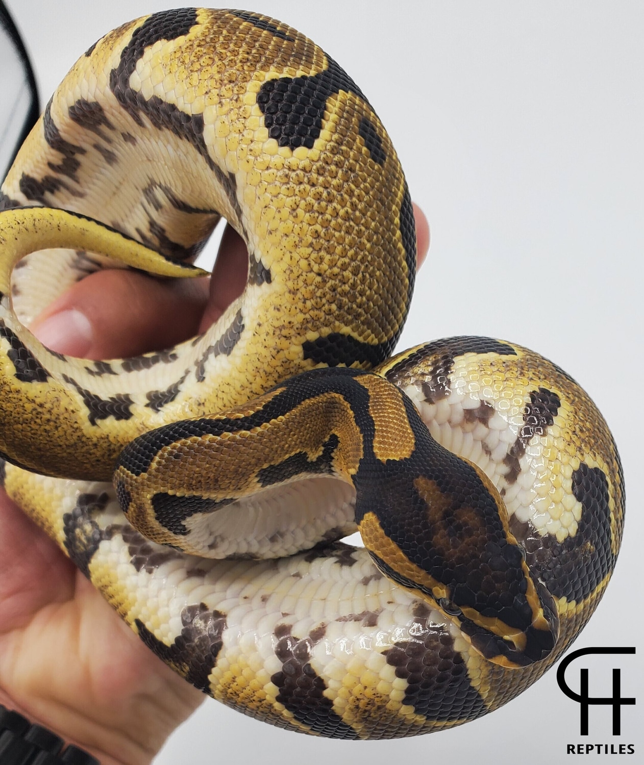 Enchi 50% Het Dreamsicle Ball Python by CH Reptiles LLC - MorphMarket