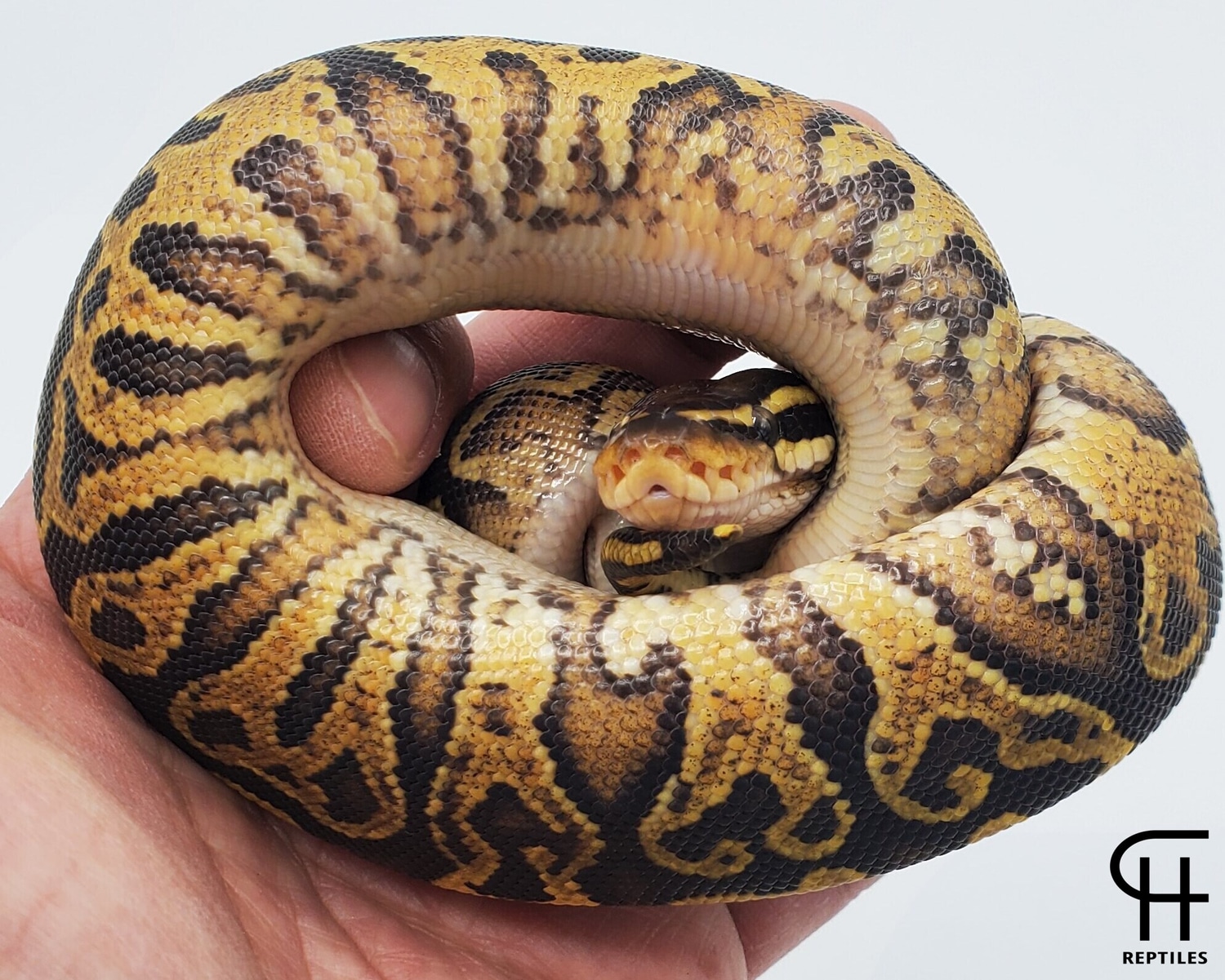 Hurricane Vanilla Yellow Belly 50% Het Hypo Ball Python by CH Reptiles ...