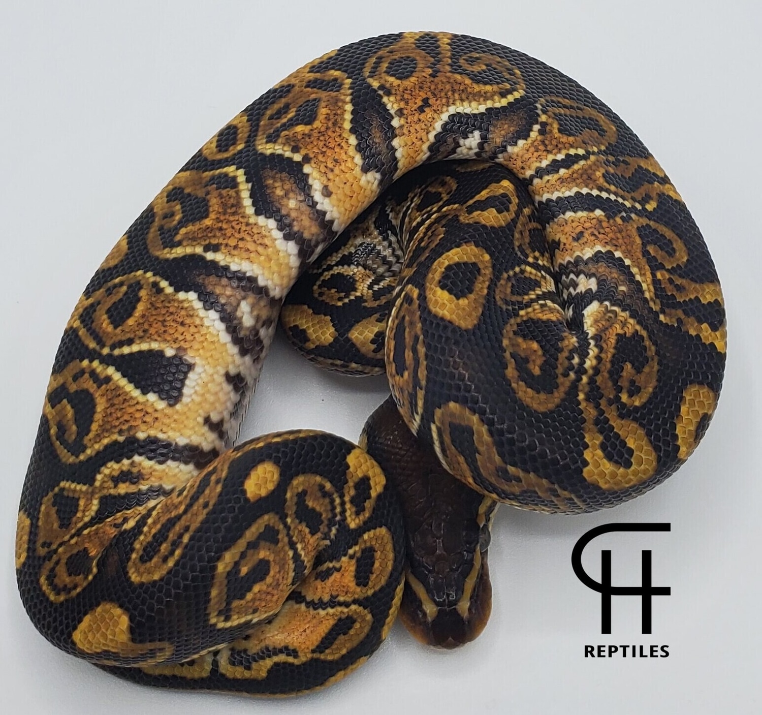 Hurricane 50% Het Hypo Ball Python by CH Reptiles LLC - MorphMarket