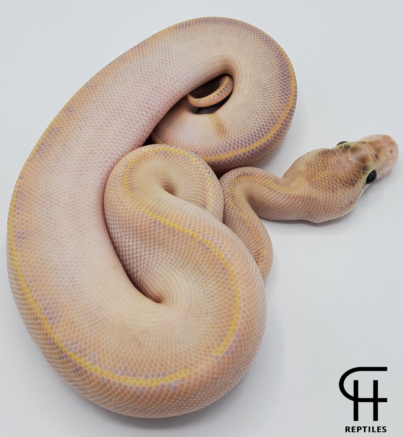 Ivory 100% Het Piebald 66% Het Lavender Albino Ball Python by CH ...