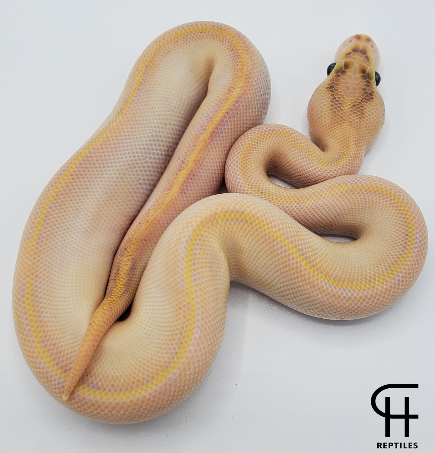 Ivory 100% Het Piebald 66% Het Lavender Albino Ball Python by CH Reptiles LLC - MorphMarket