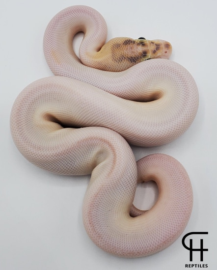 Ivory Piebald 66% Het Lavender Albino Ball Python by CH Reptiles LLC